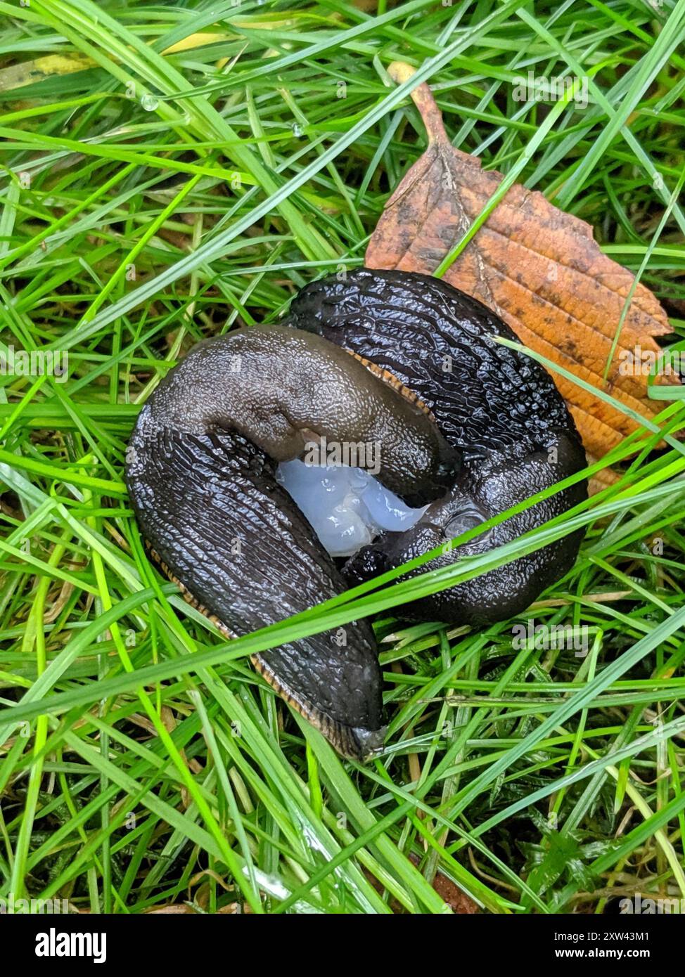 Arion Slugs (Arion) Mollusca Stock Photo - Alamy