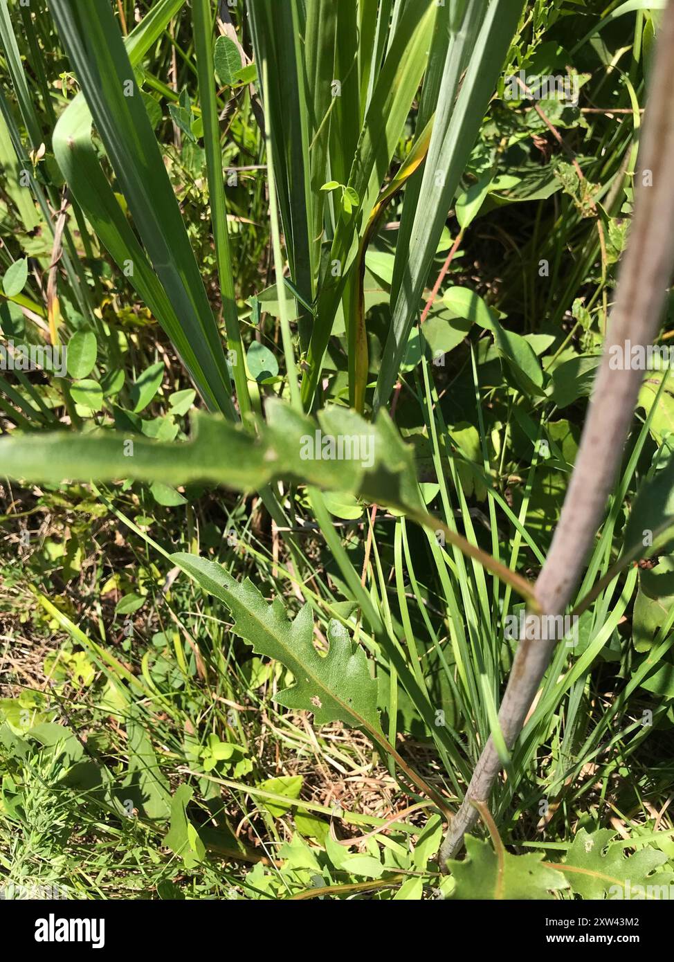 Kidney-leaf Rosinweed (Silphium compositum) Plantae Stock Photo - Alamy