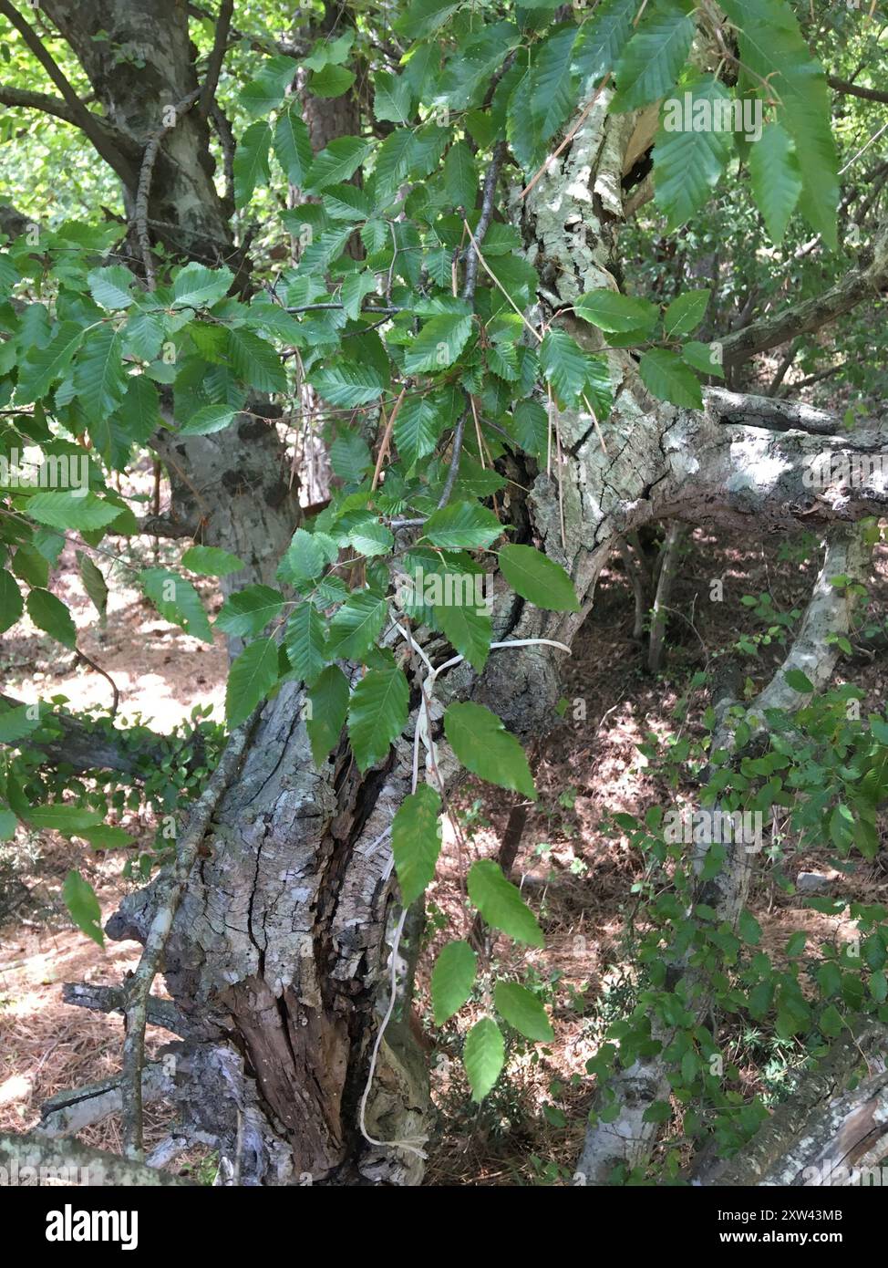 Eastern Hornbeam (Carpinus orientalis) Plantae Stock Photo - Alamy