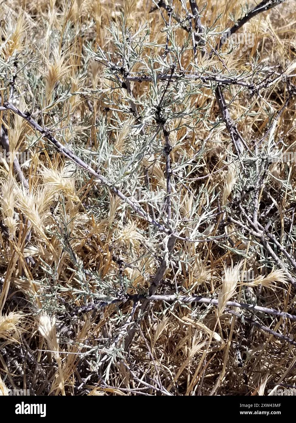 Littleleaf Rhatany (Krameria erecta) Plantae Stock Photo - Alamy