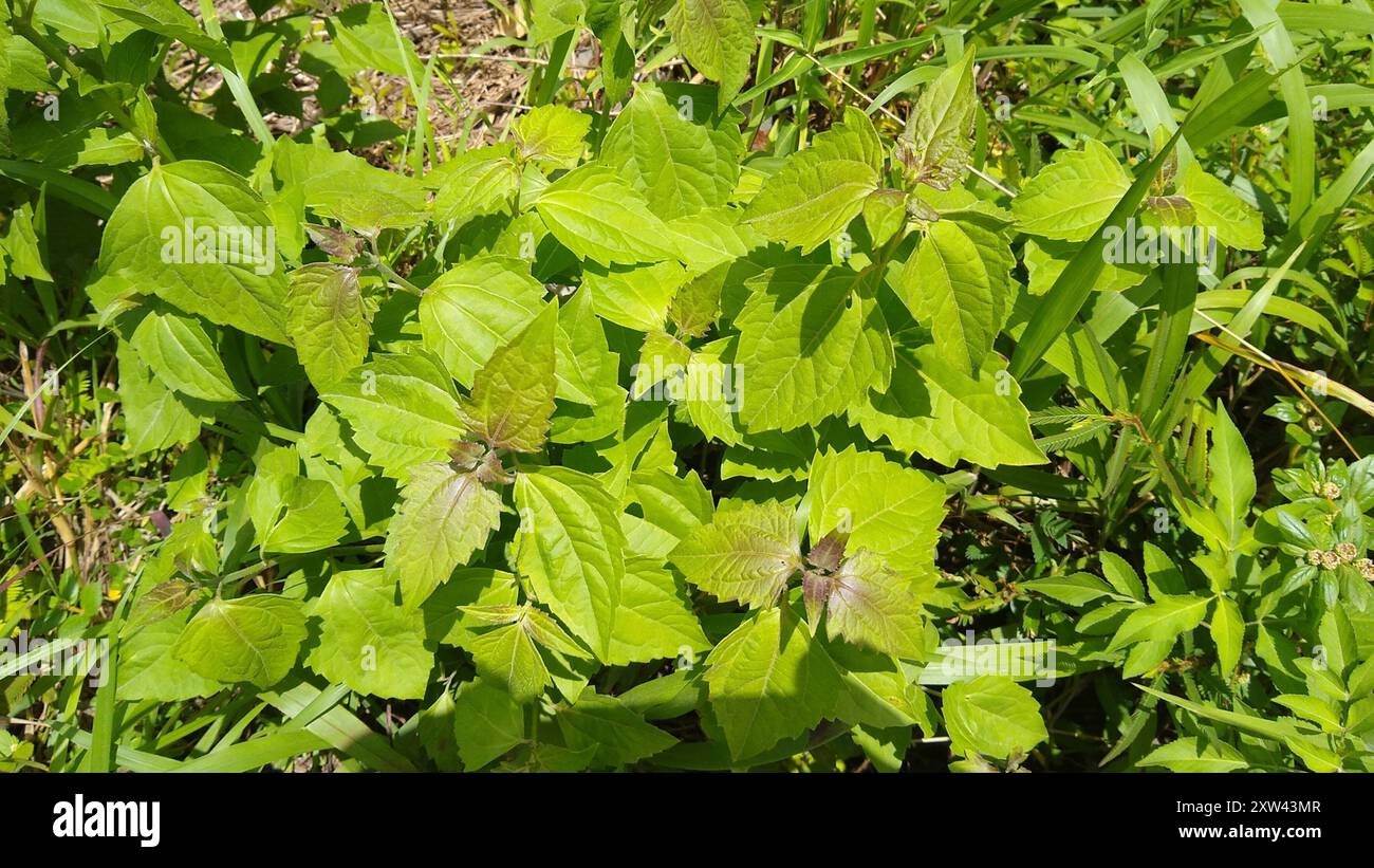 Siam weed (Chromolaena odorata) Plantae Stock Photo - Alamy