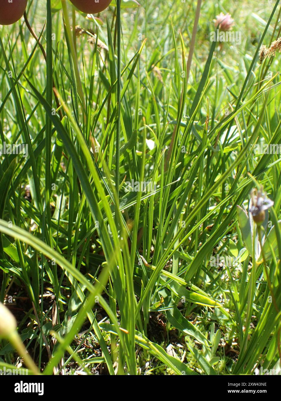 fringed cottongrass (Calliscirpus criniger) Plantae Stock Photo - Alamy