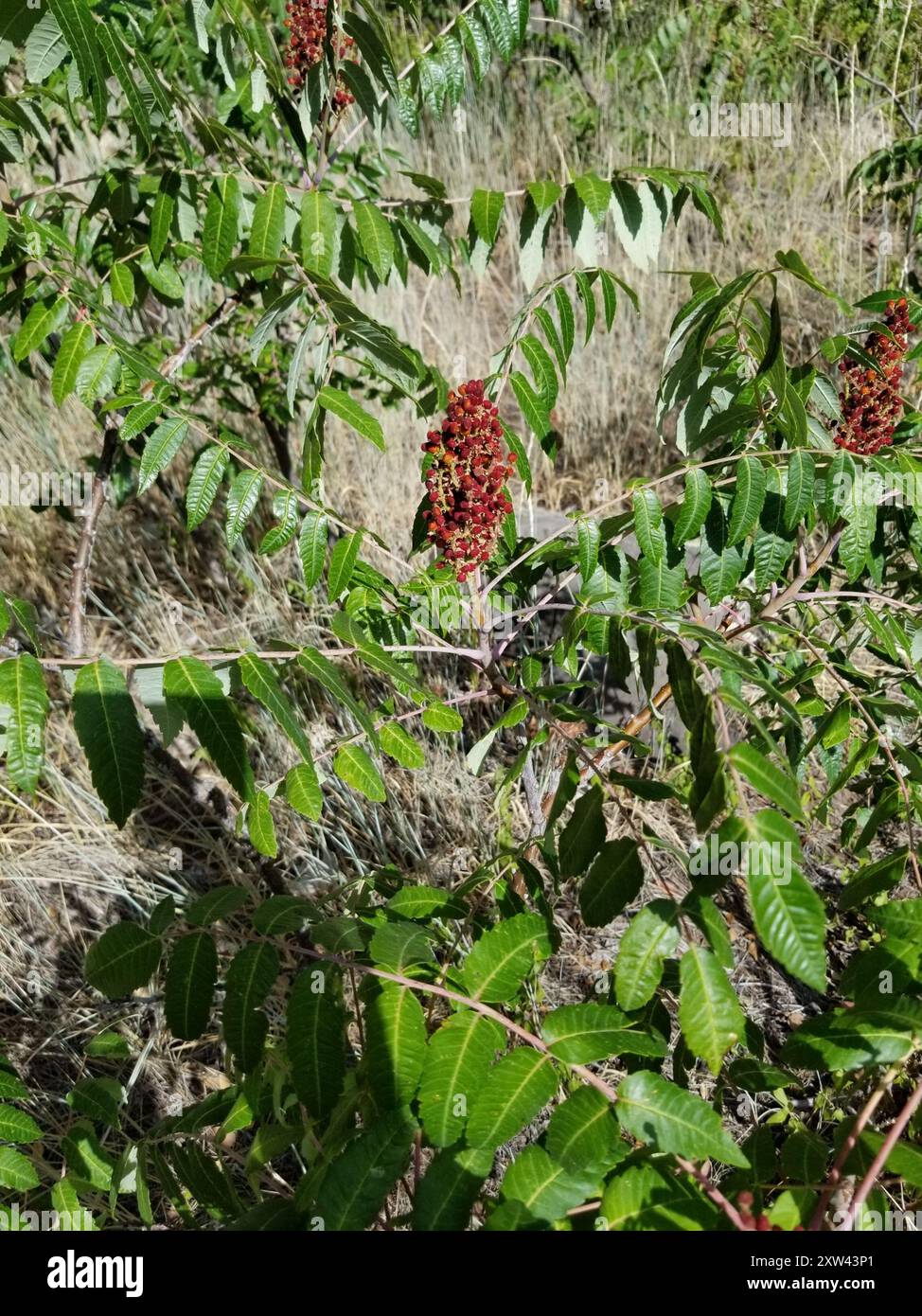 smooth sumac (Rhus glabra) Plantae Stock Photo - Alamy