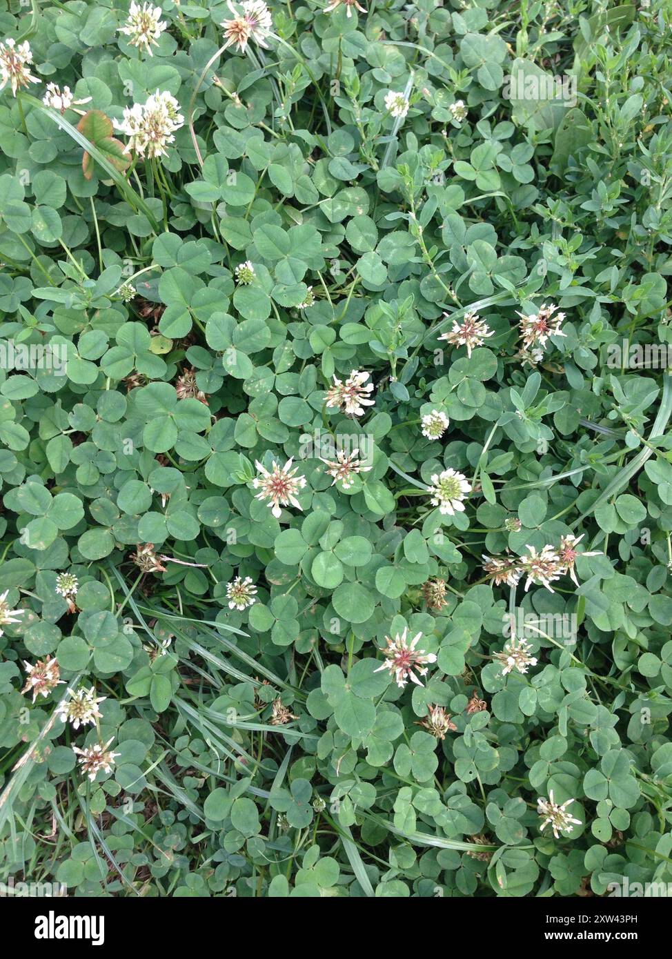 white clover (Trifolium repens) Plantae Stock Photo - Alamy