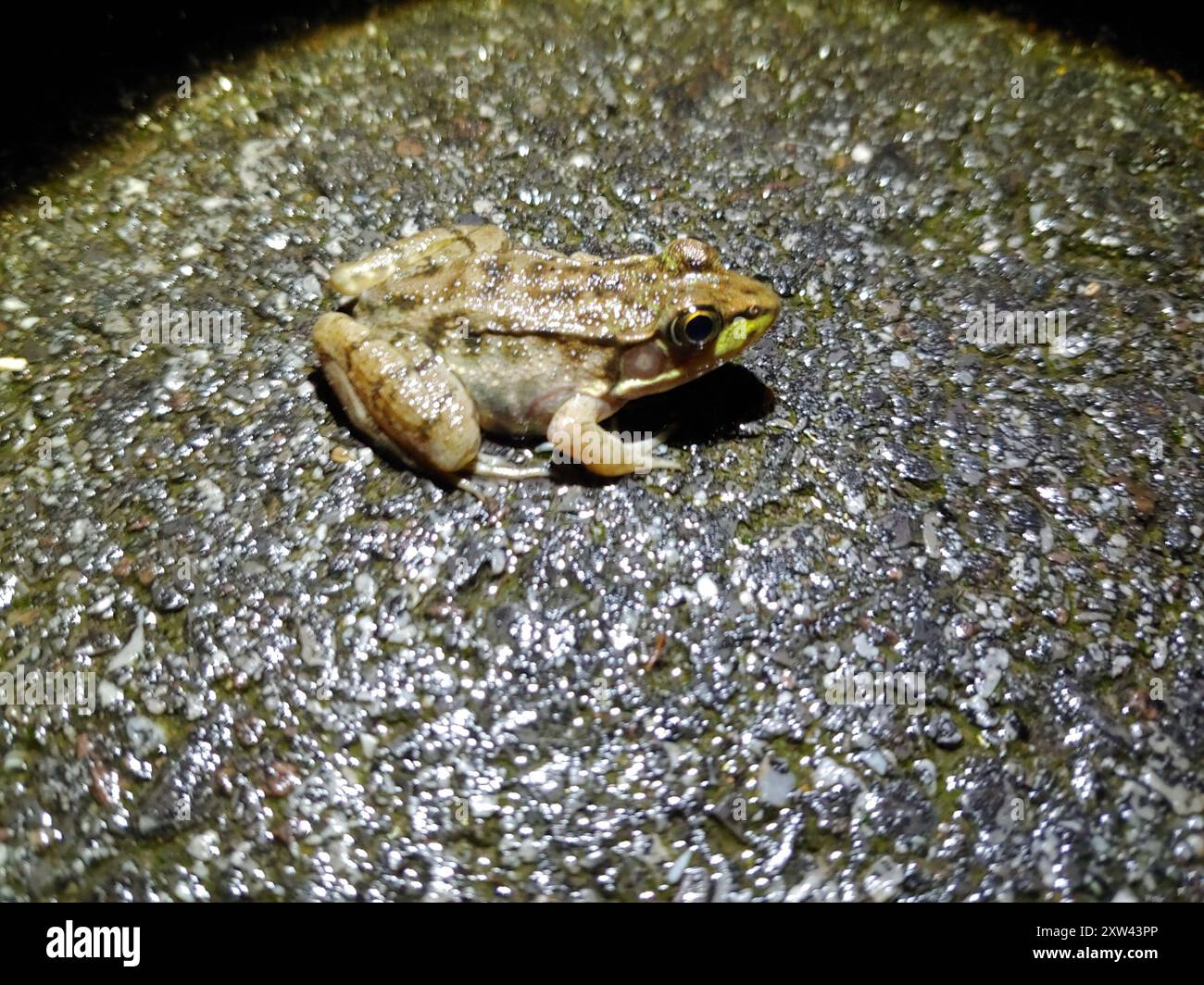 Green Frog (Lithobates clamitans) Amphibia Stock Photo - Alamy