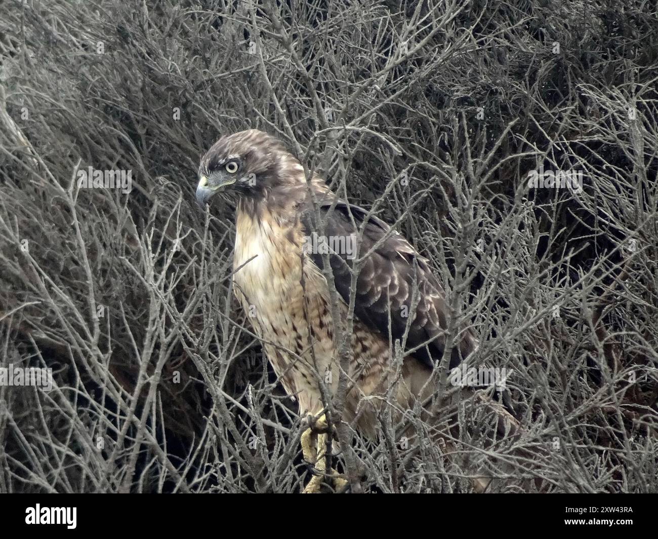 Western Red-tailed Hawk (Buteo jamaicensis calurus) Aves Stock Photo ...