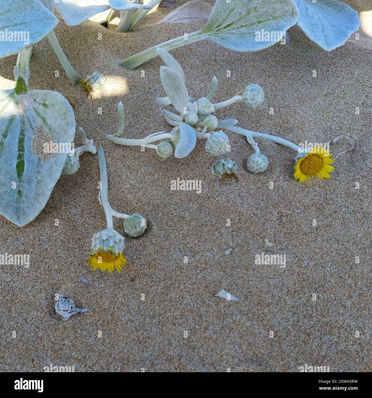 Cape Beach Daisy (Arctotheca populifolia) Plantae Stock Photo - Alamy