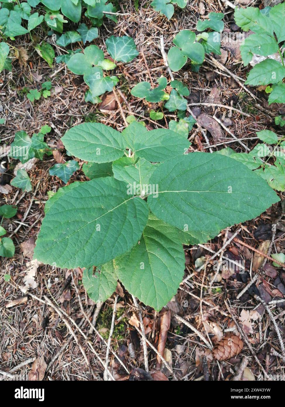 Wayfaring-tree (Viburnum lantana) Plantae Stock Photo - Alamy