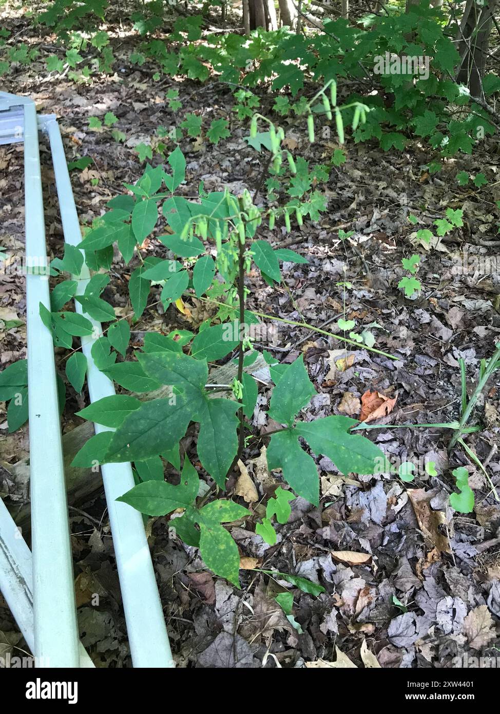 tall rattlesnake root (Nabalus altissimus) Plantae Stock Photo - Alamy