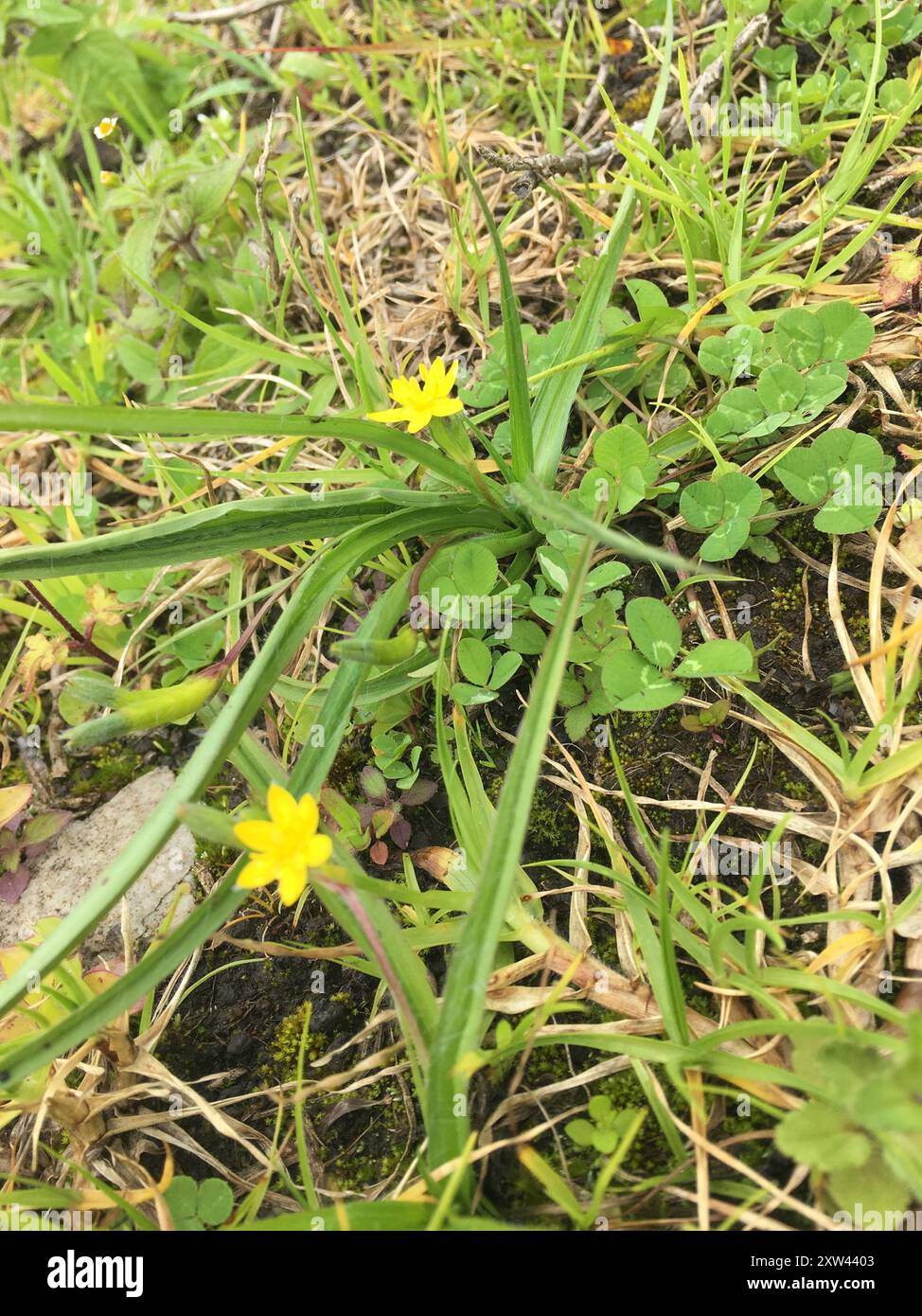 Stargrasses (Hypoxis) Plantae Stock Photo - Alamy