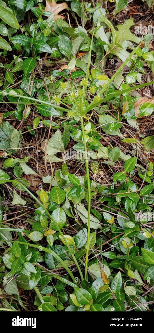 Baldwin's Flatsedge (Cyperus croceus) Plantae Stock Photo - Alamy