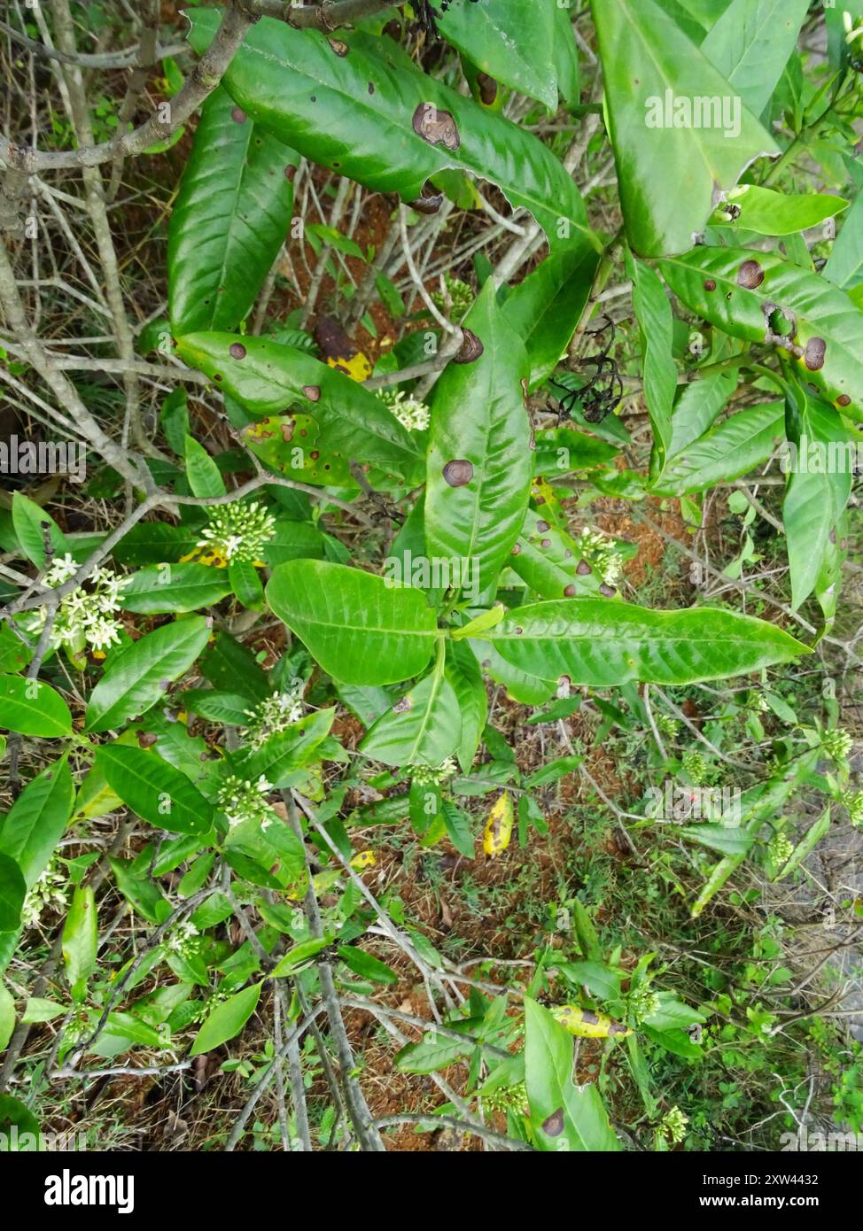 Tarenna hi-res stock photography and images - Alamy