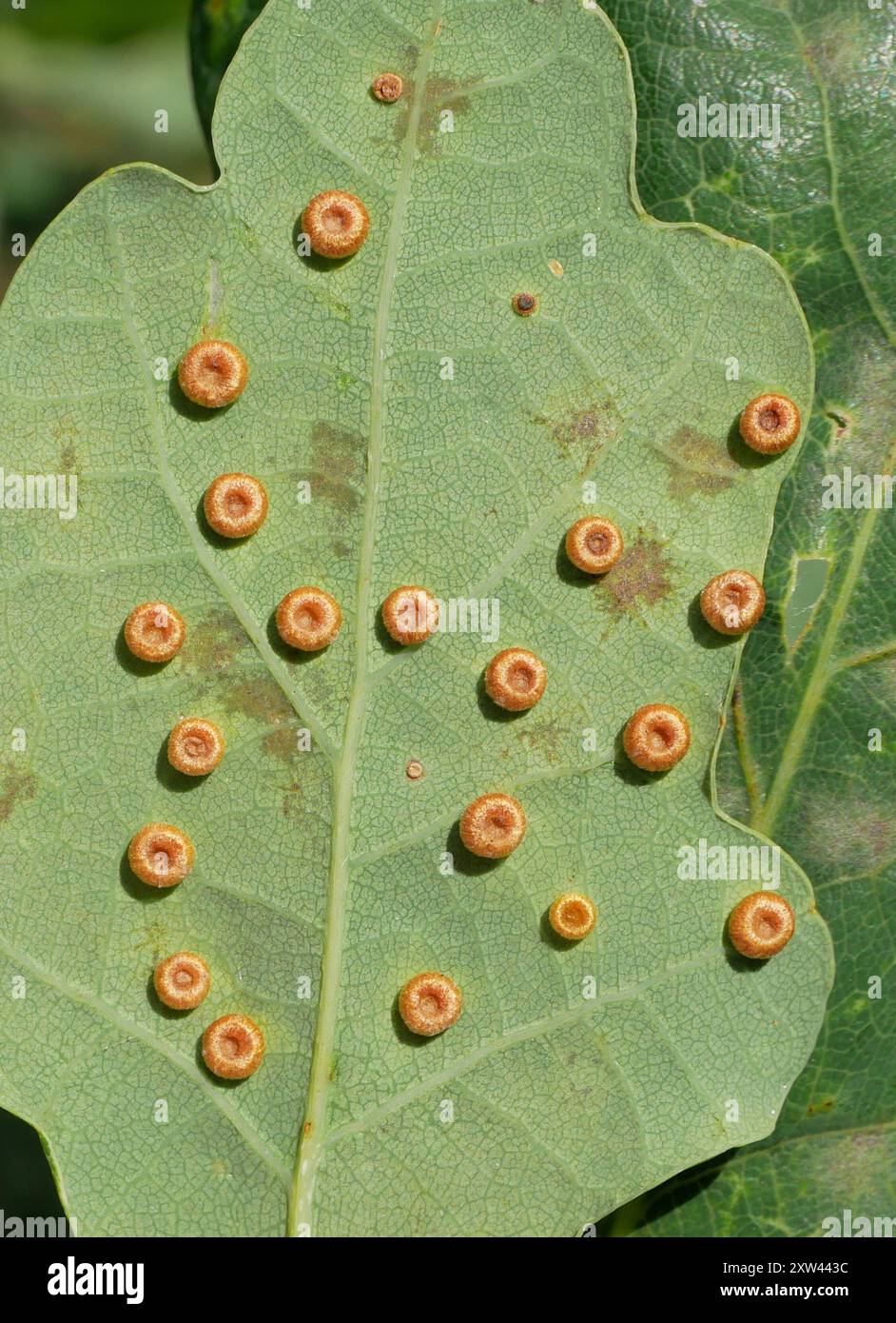 Silk-Button Spangle Gall Wasp (Neuroterus numismalis) Insecta Stock ...