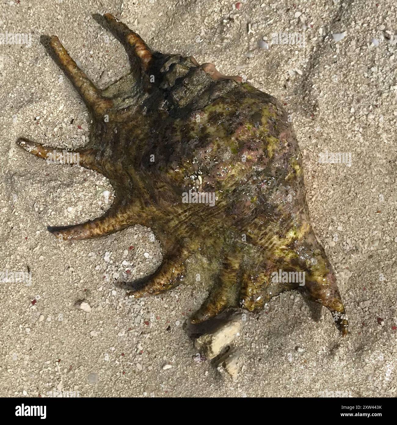 Giant Spider Conch (Lambis truncata) Mollusca Stock Photo - Alamy