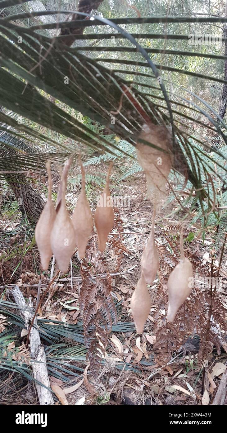 Bolas spider hi-res stock photography and images - Alamy