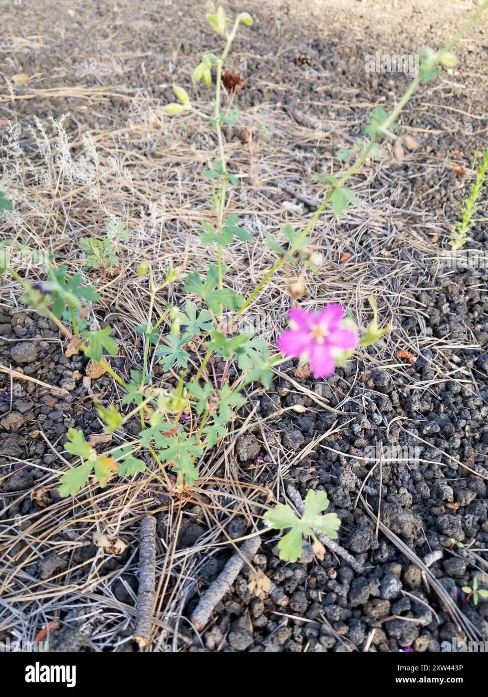 pinewoods geranium (Geranium caespitosum) Plantae Stock Photo - Alamy