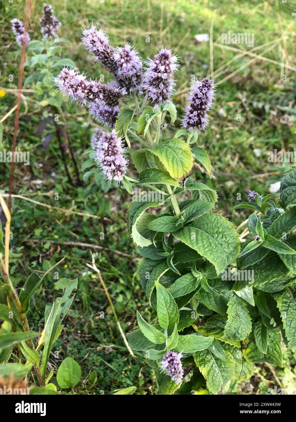 Horse Mint (Mentha longifolia) Plantae Stock Photo - Alamy
