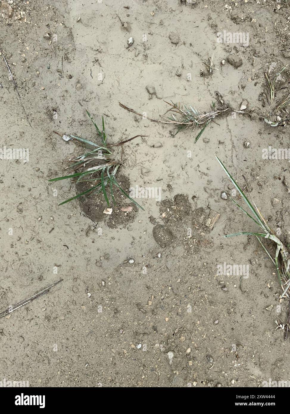 Carnivorans (Carnivora) Mammalia Stock Photo - Alamy