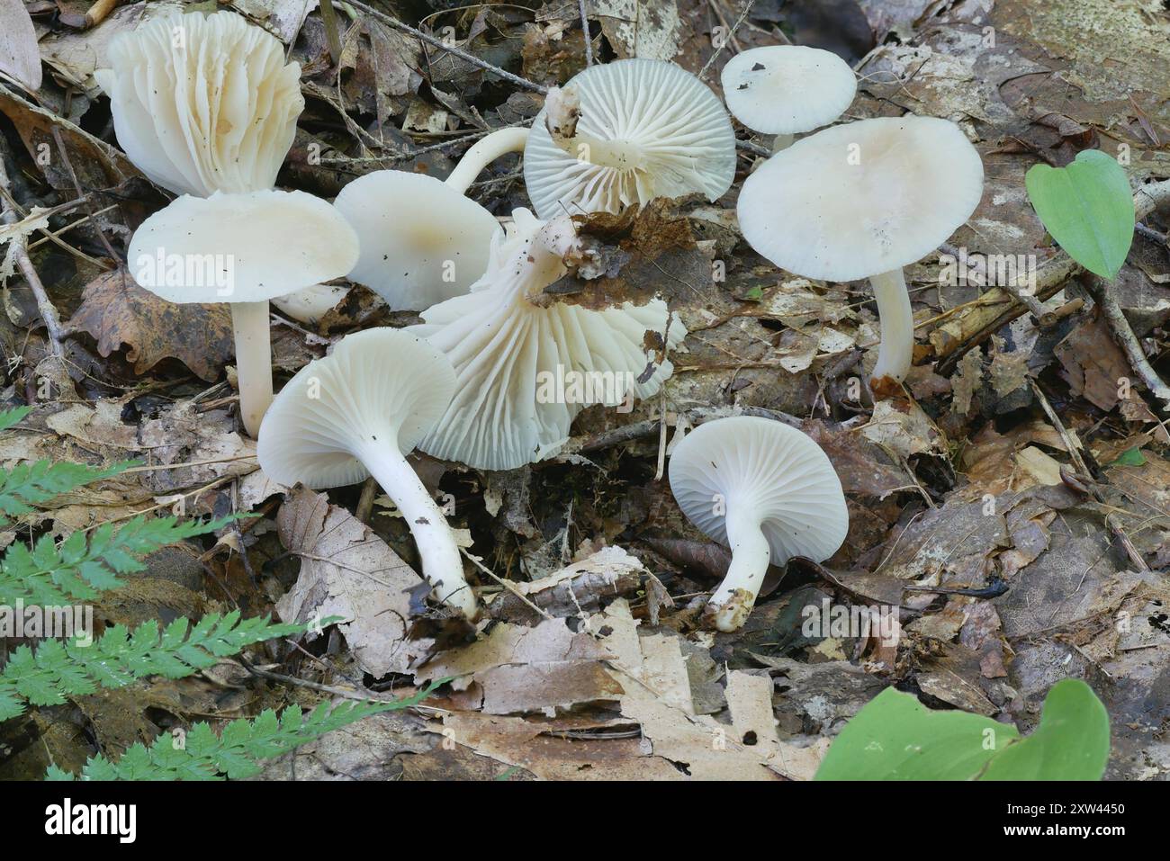 (Cuphophyllus borealis) Fungi Stock Photo - Alamy