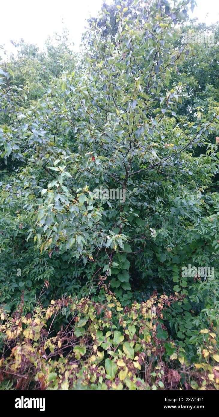 balsam poplar (Populus balsamifera) Plantae Stock Photo - Alamy