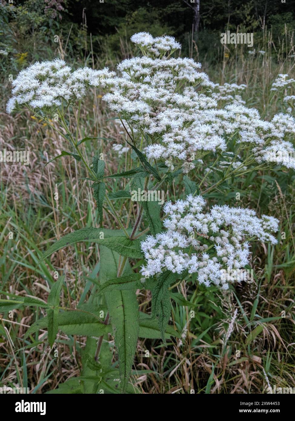 common boneset (Eupatorium perfoliatum) Plantae Stock Photo - Alamy