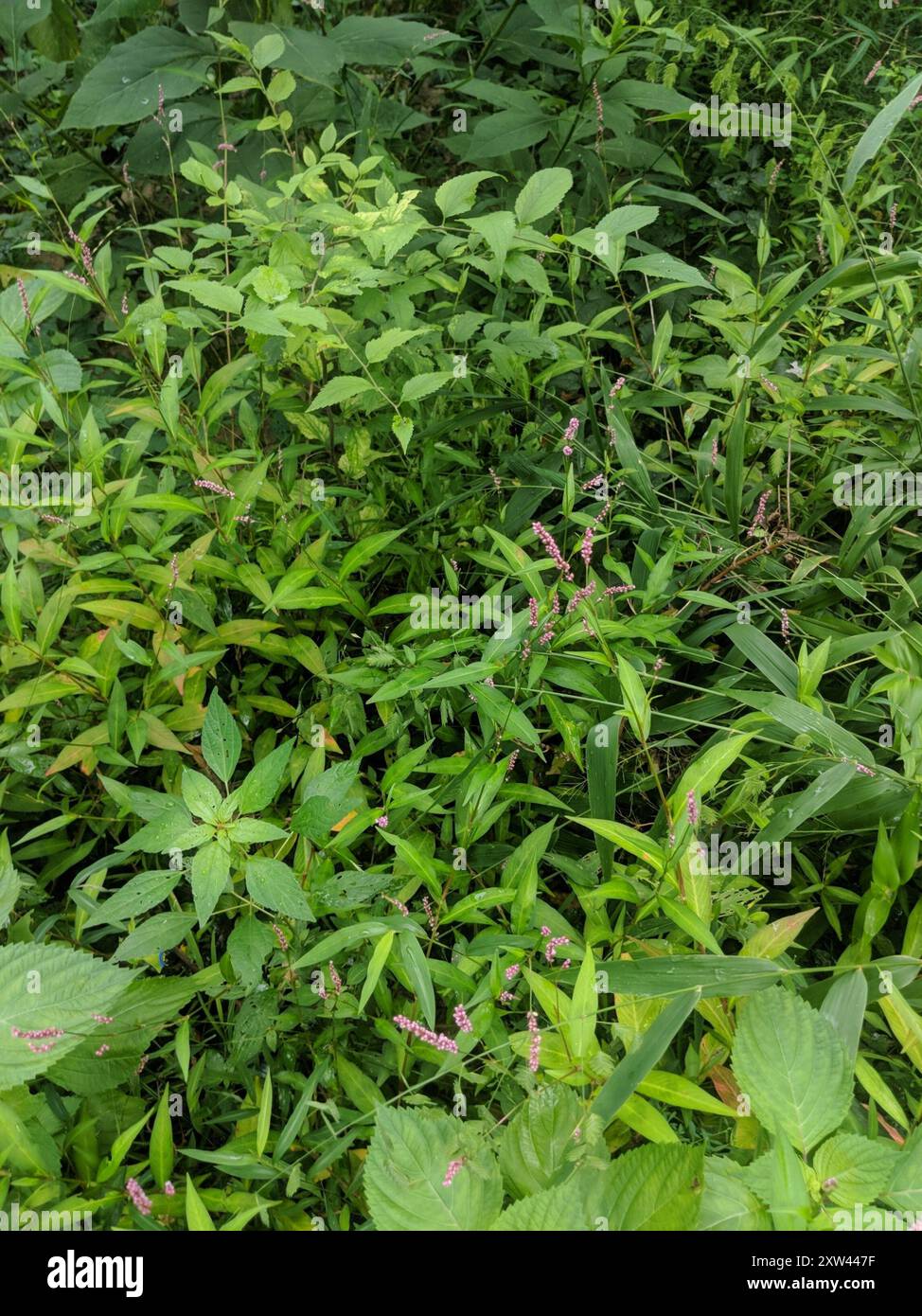 low smartweed (Persicaria longiseta) Plantae Stock Photo - Alamy