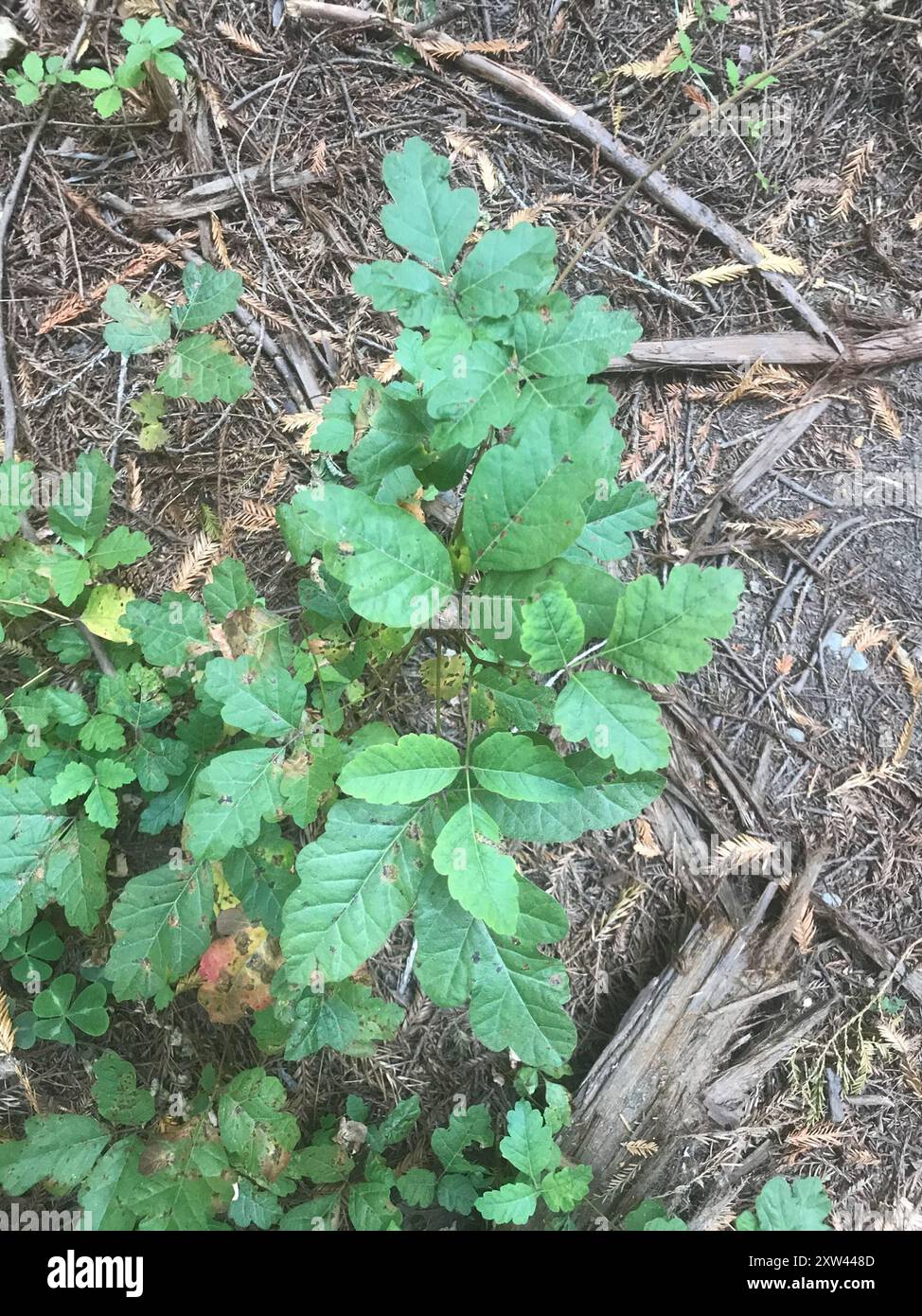 Pacific poison oak (Toxicodendron diversilobum) Plantae Stock Photo - Alamy