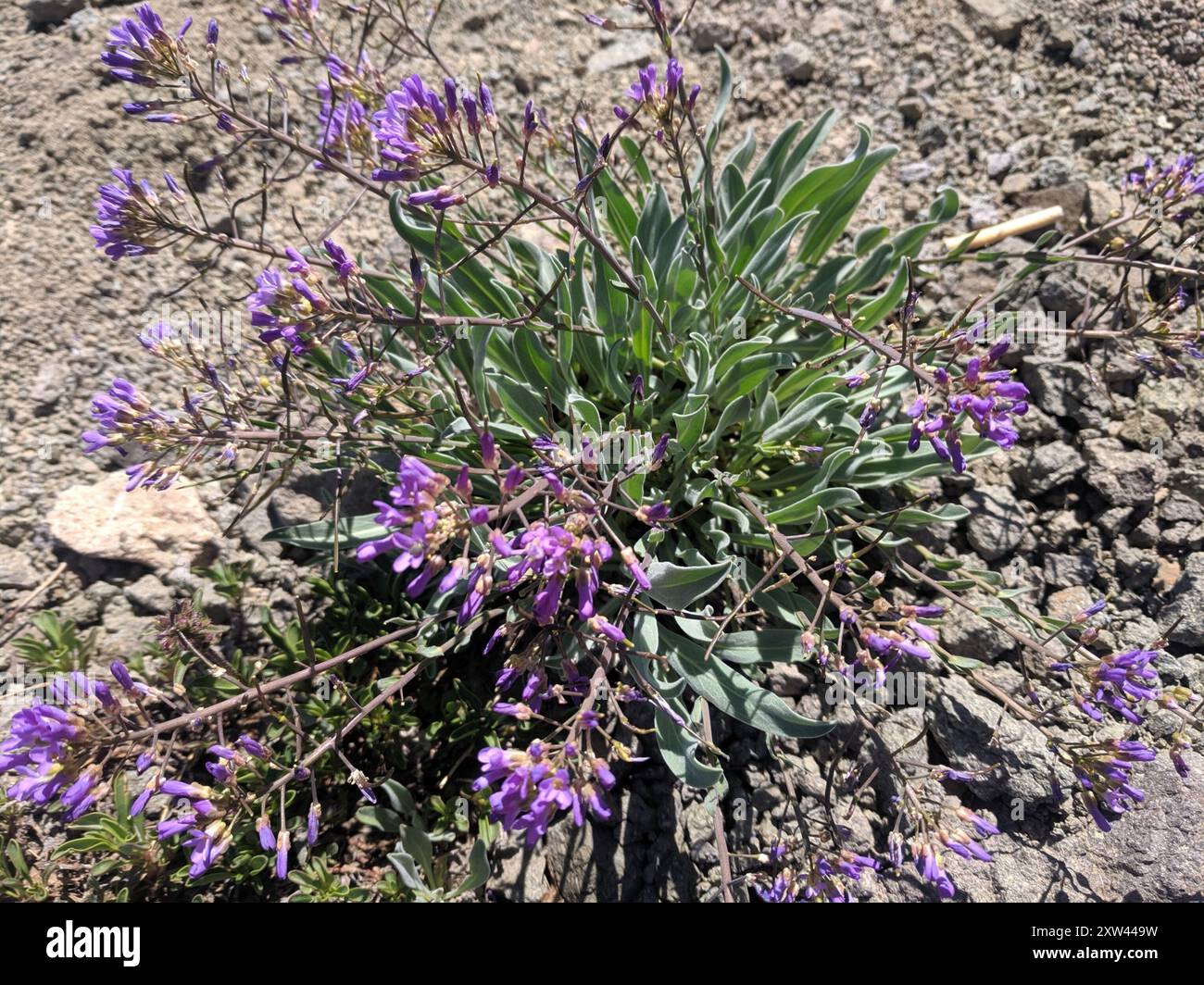 daggerpod (Phoenicaulis cheiranthoides) Plantae Stock Photo - Alamy