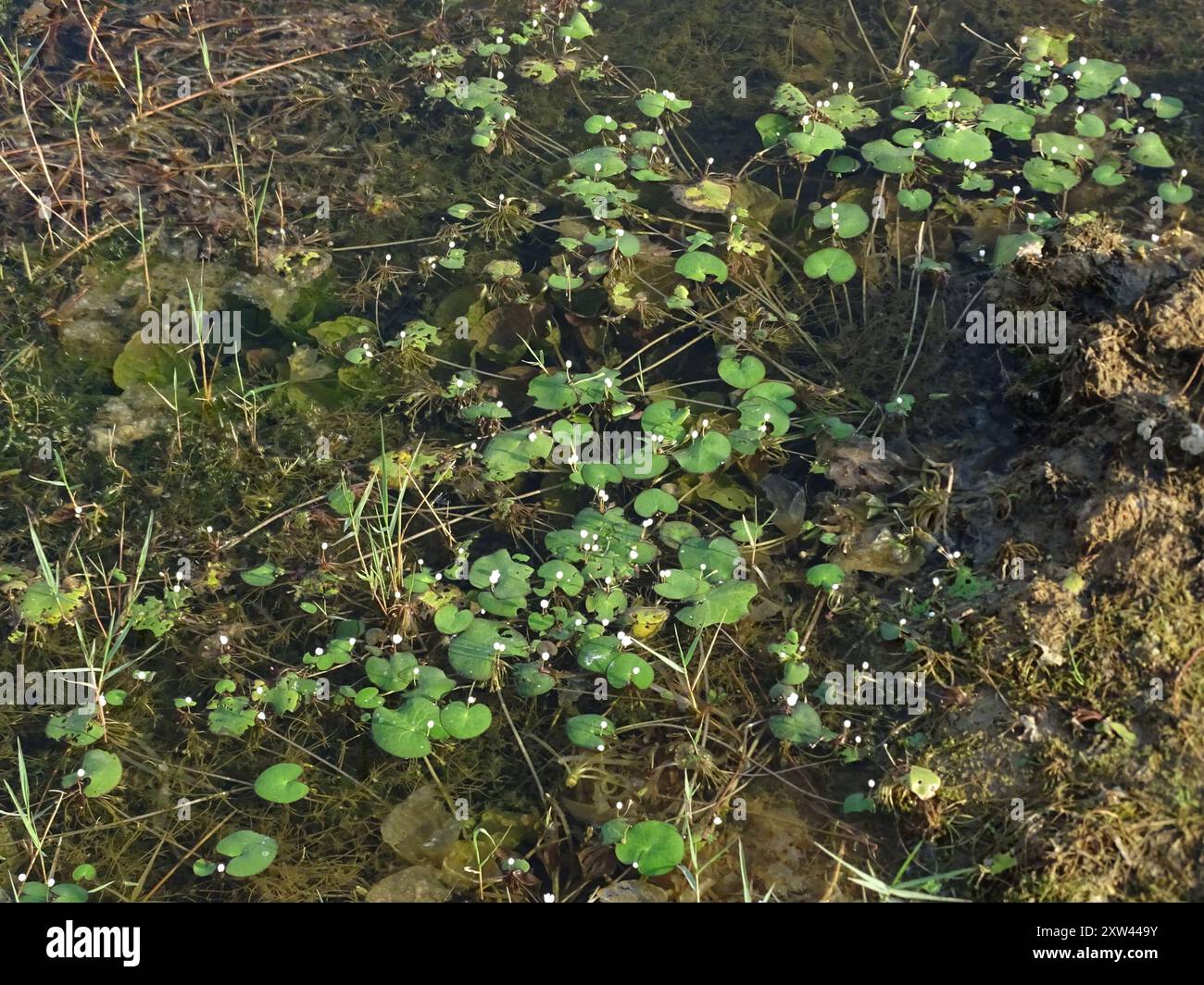 crested floating-heart (Nymphoides hydrophylla) Plantae Stock Photo - Alamy