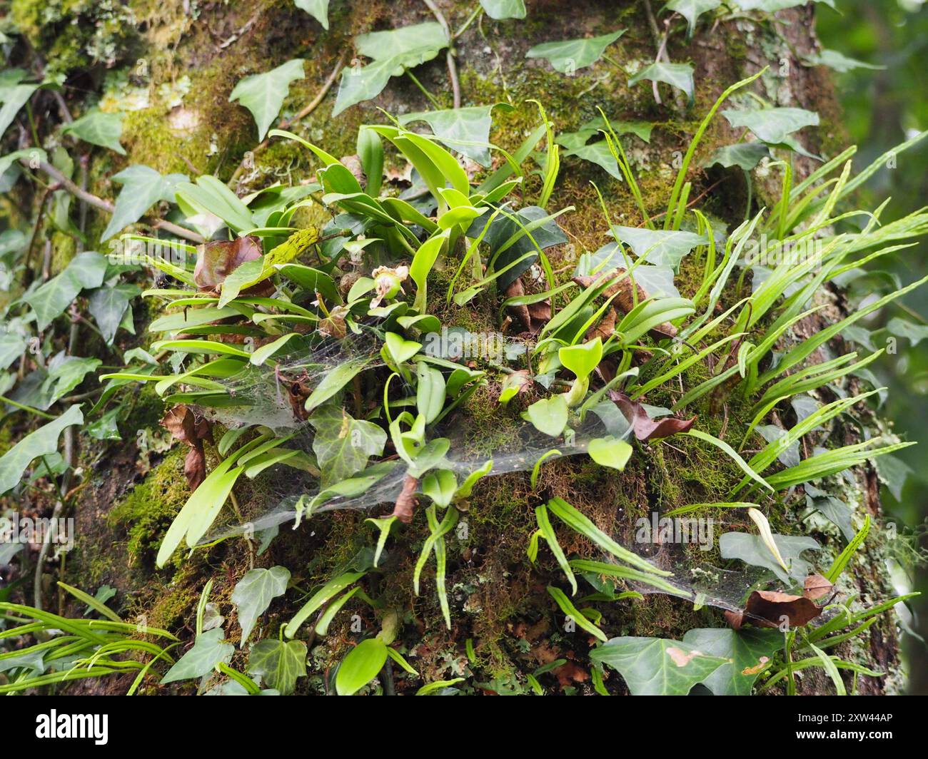(Bulbophyllum pectinatum) Plantae Stock Photo - Alamy