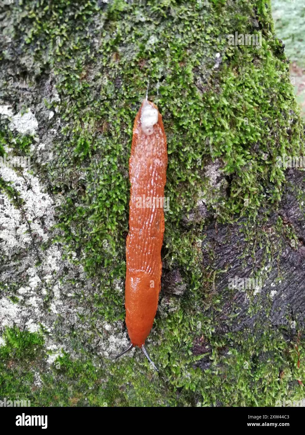 ater-group Arion Slugs (Arion) Mollusca Stock Photo - Alamy
