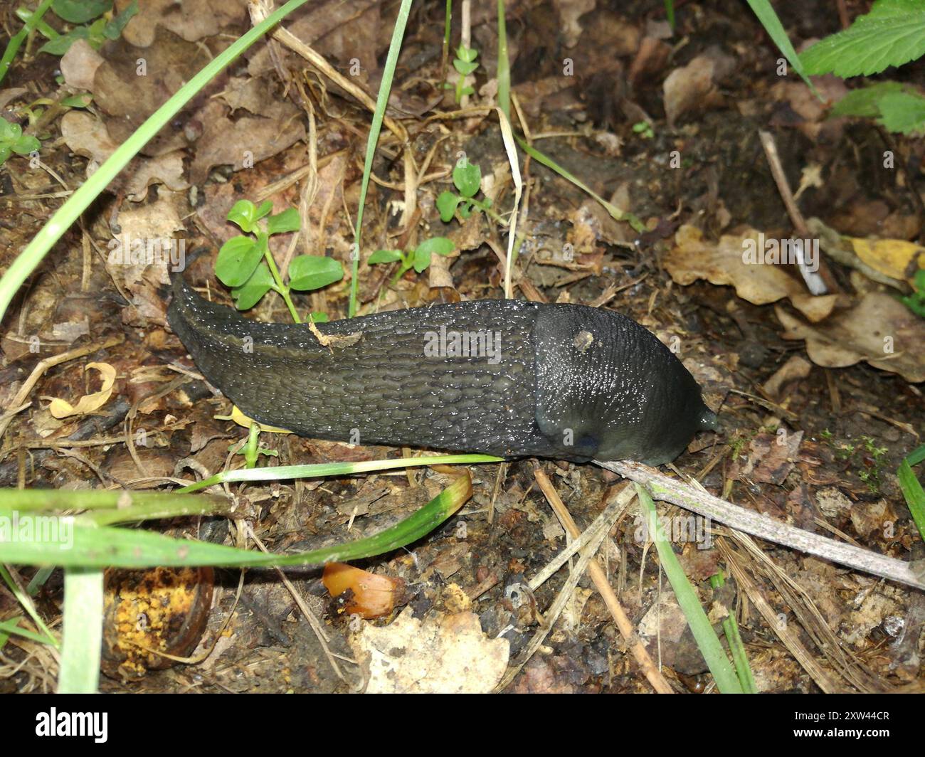 Ash-black Slug (Limax cinereoniger) Mollusca Stock Photo - Alamy