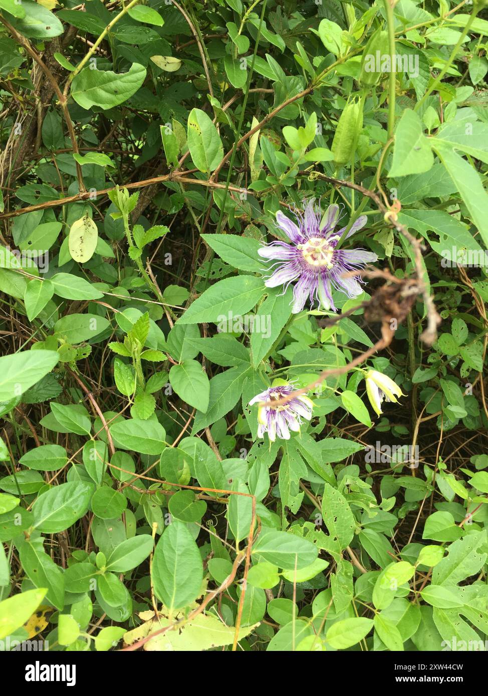 purple passionflower (Passiflora incarnata) Plantae Stock Photo - Alamy