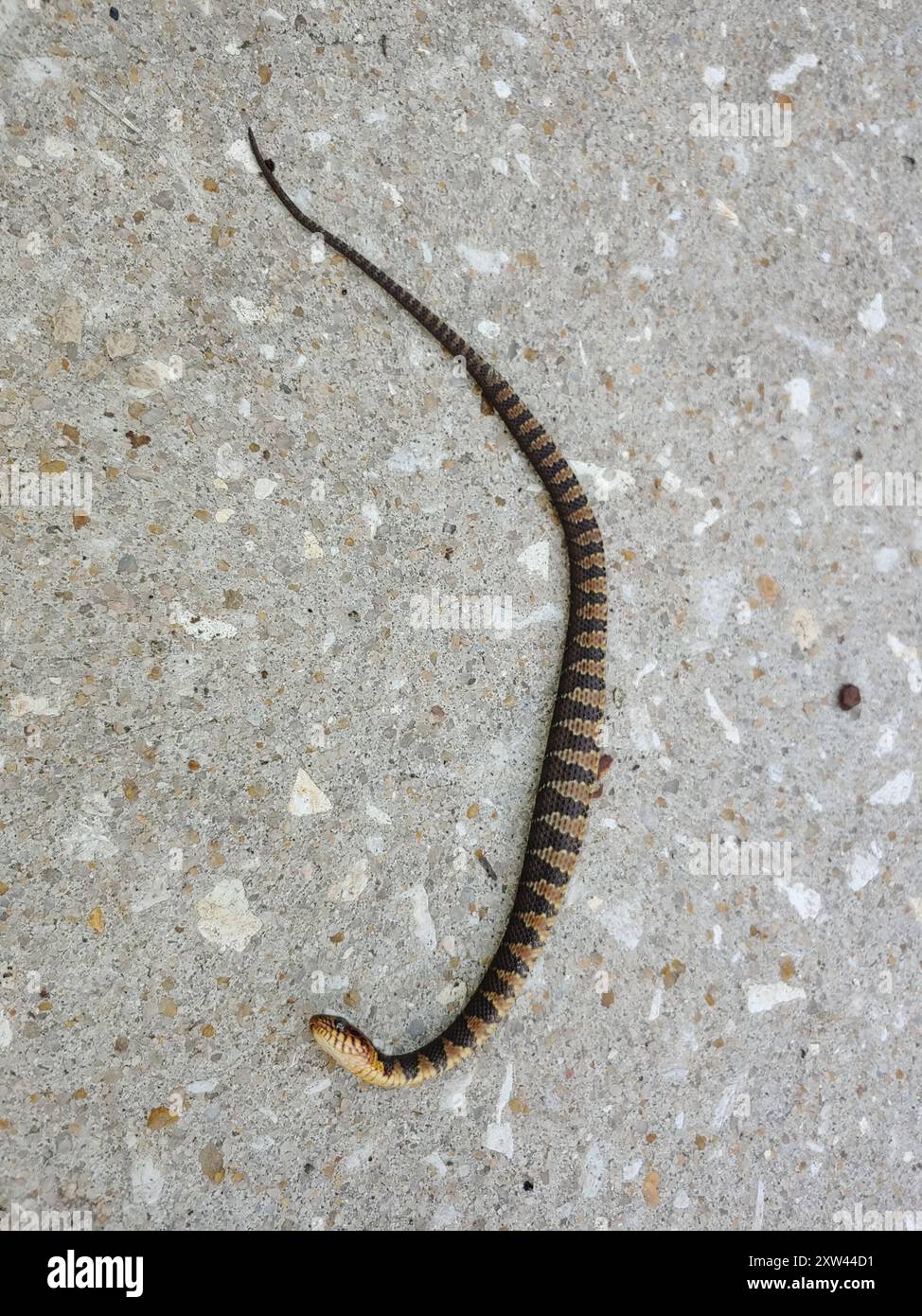 Southern Banded Watersnake (Nerodia fasciata fasciata) Reptilia Stock ...