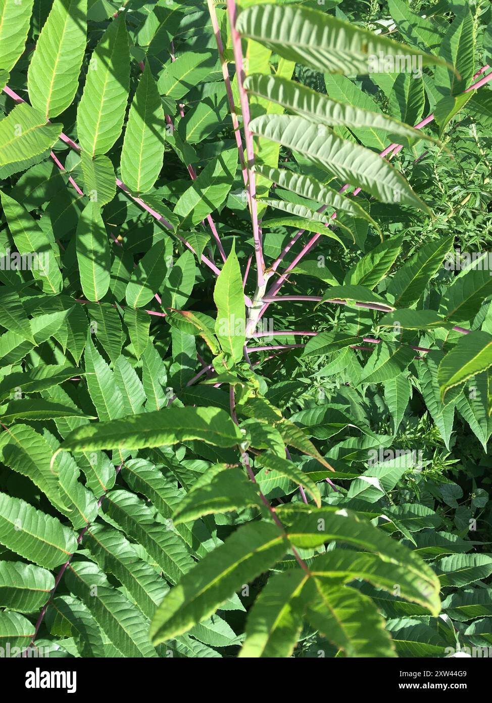 smooth sumac (Rhus glabra) Plantae Stock Photo - Alamy