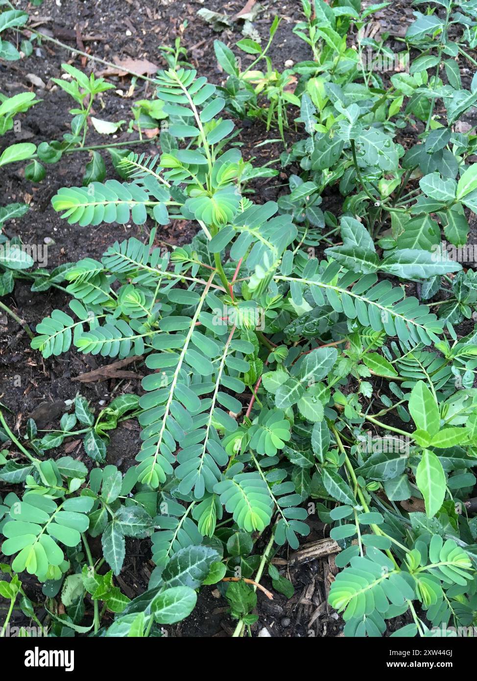Chamberbitter (Phyllanthus urinaria) Plantae Stock Photo - Alamy