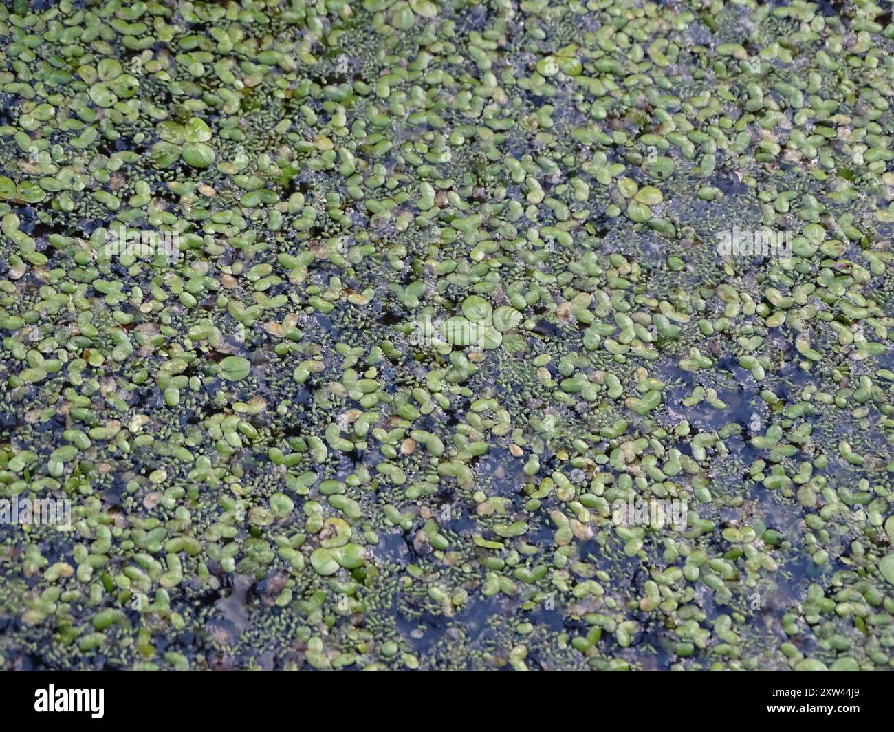 greater duckweed (Spirodela polyrhiza) Plantae Stock Photo - Alamy