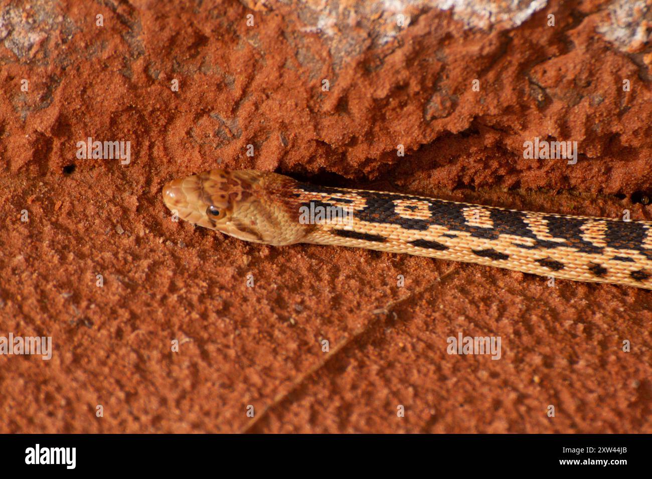 Great Basin Gopher Snake (Pituophis catenifer deserticola) Reptilia ...