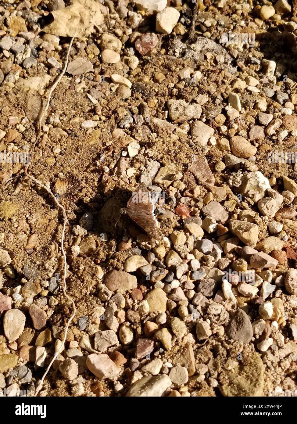 Funereal Duskywing (Erynnis funeralis) Insecta Stock Photo - Alamy