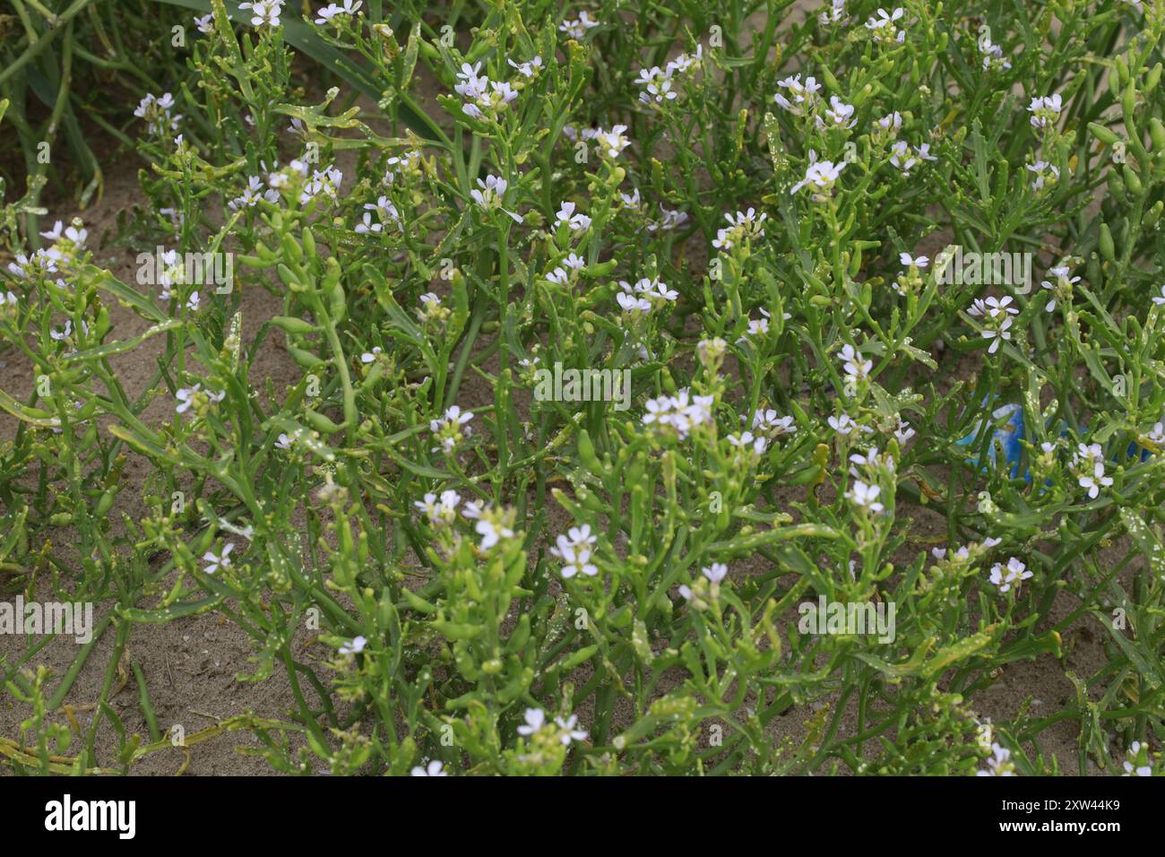 European Searocket (Cakile maritima) Plantae Stock Photo - Alamy