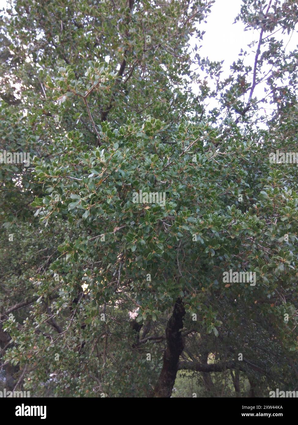 Kermes oak (Quercus coccifera) Plantae Stock Photo - Alamy