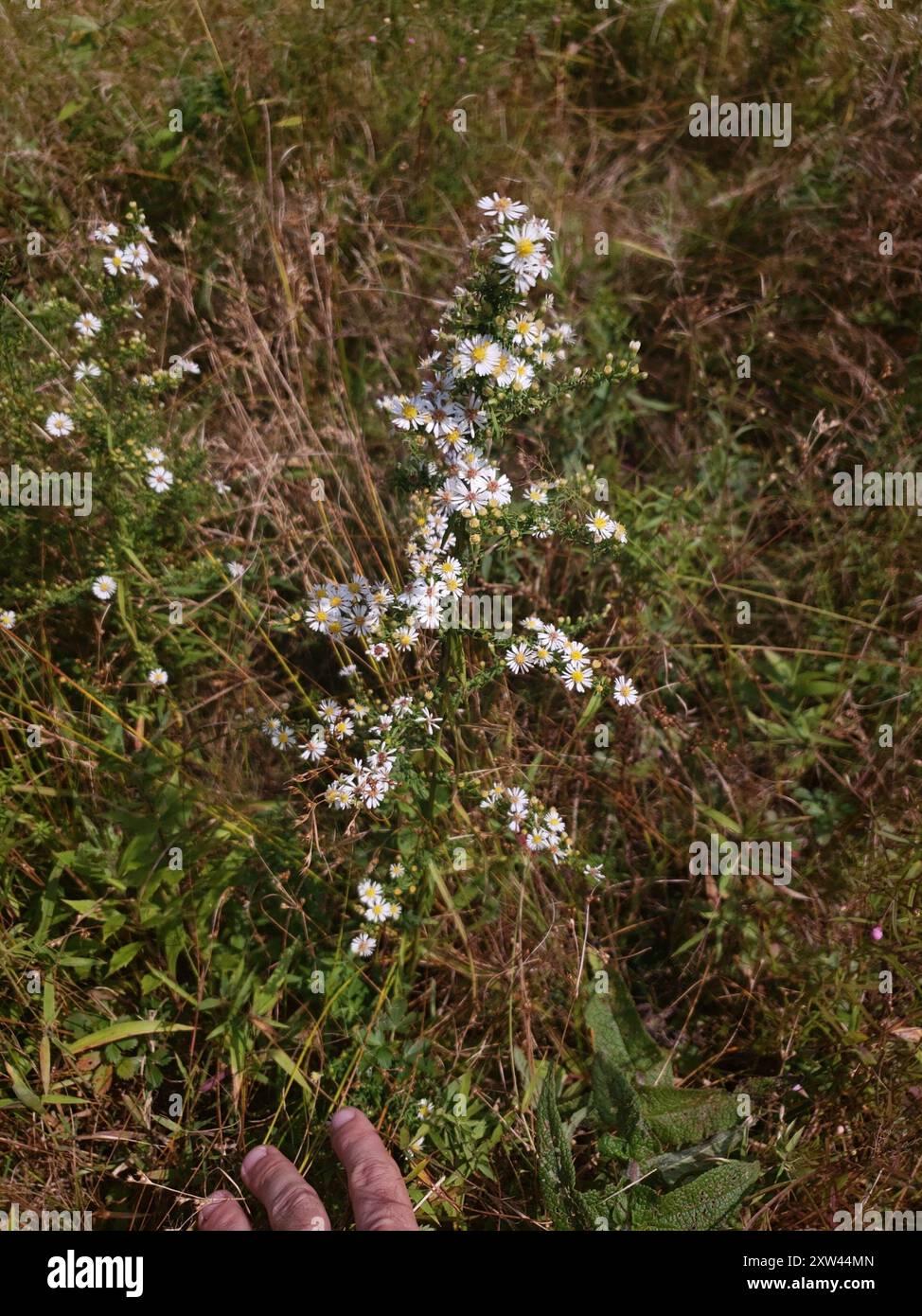 hairy white oldfield aster (Symphyotrichum pilosum) Plantae Stock Photo ...