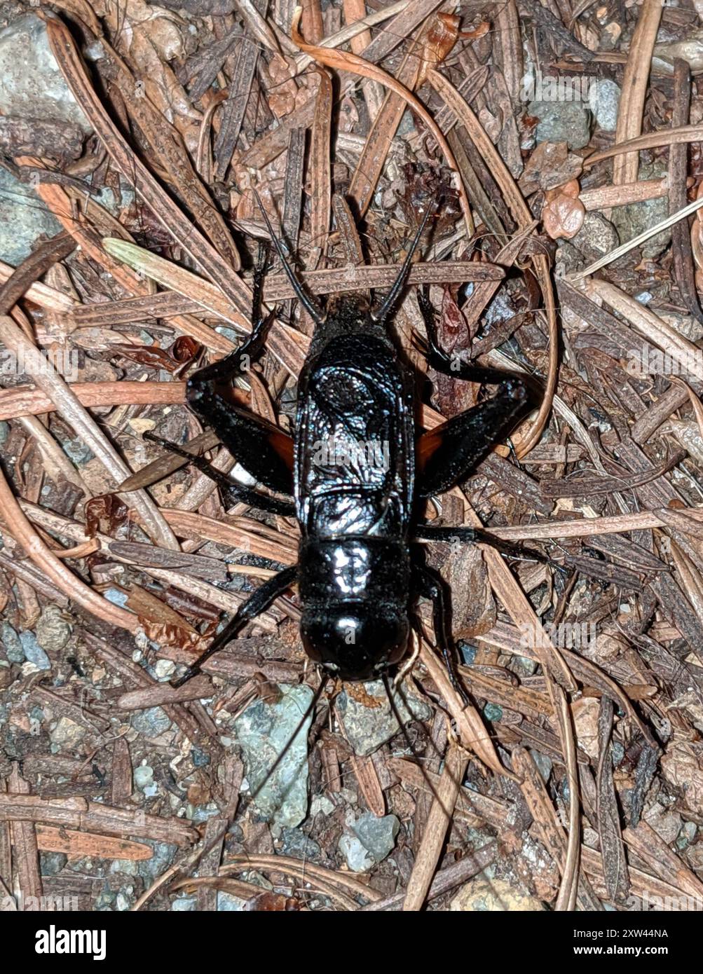 Field cricket gryllus pennsylvanicus hi-res stock photography and ...