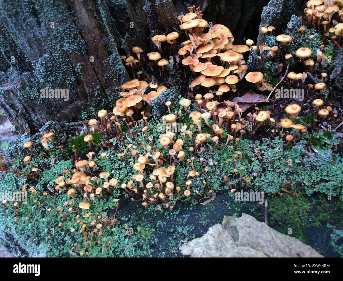 Pinewood Gingertail (Xeromphalina campanella) Fungi Stock Photo - Alamy
