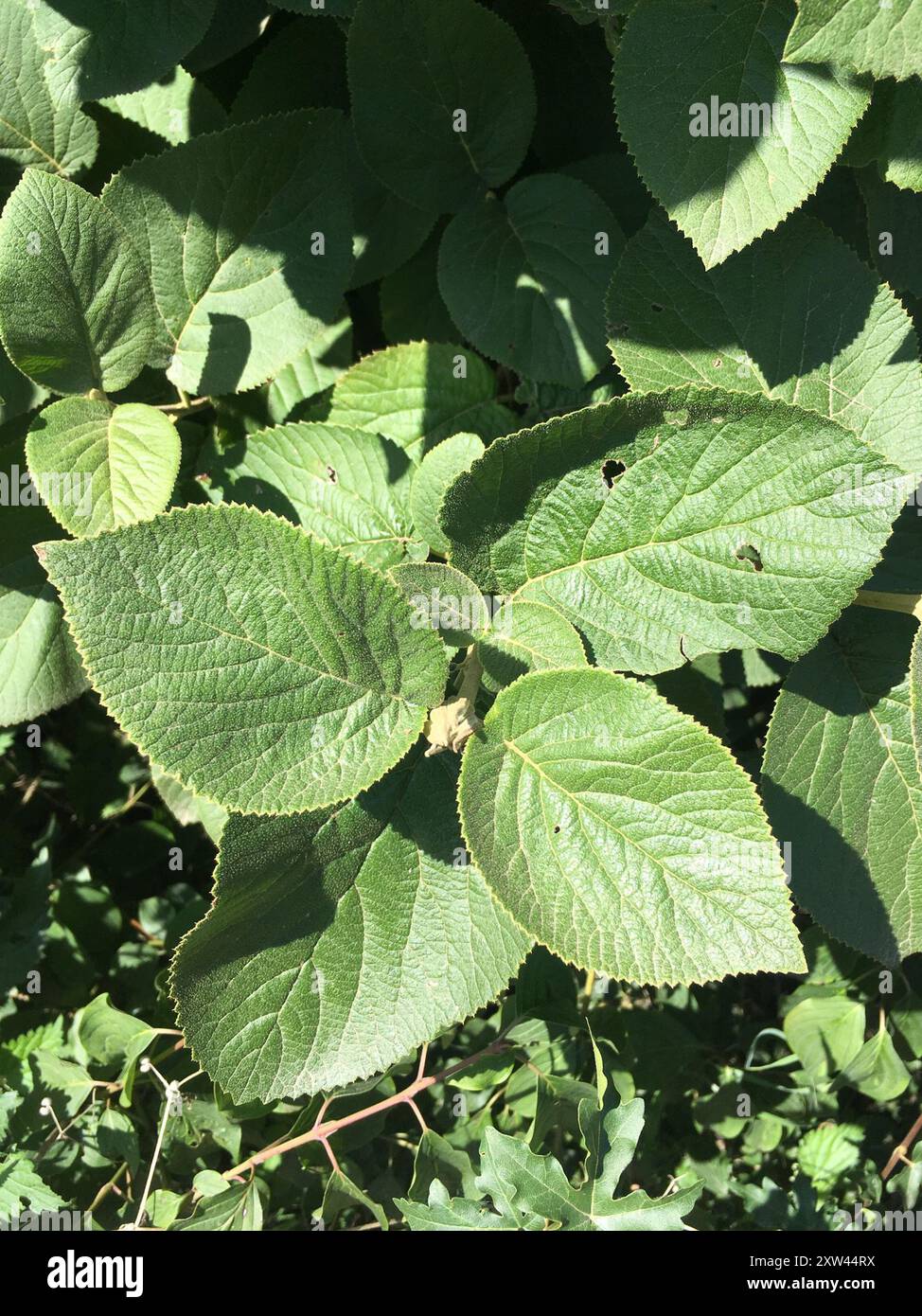 Wayfaring-tree (Viburnum lantana) Plantae Stock Photo - Alamy