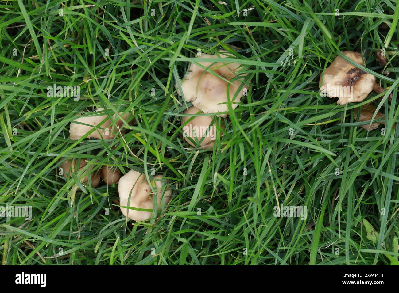 fairy ring marasmius (Marasmius oreades) Fungi Stock Photo - Alamy