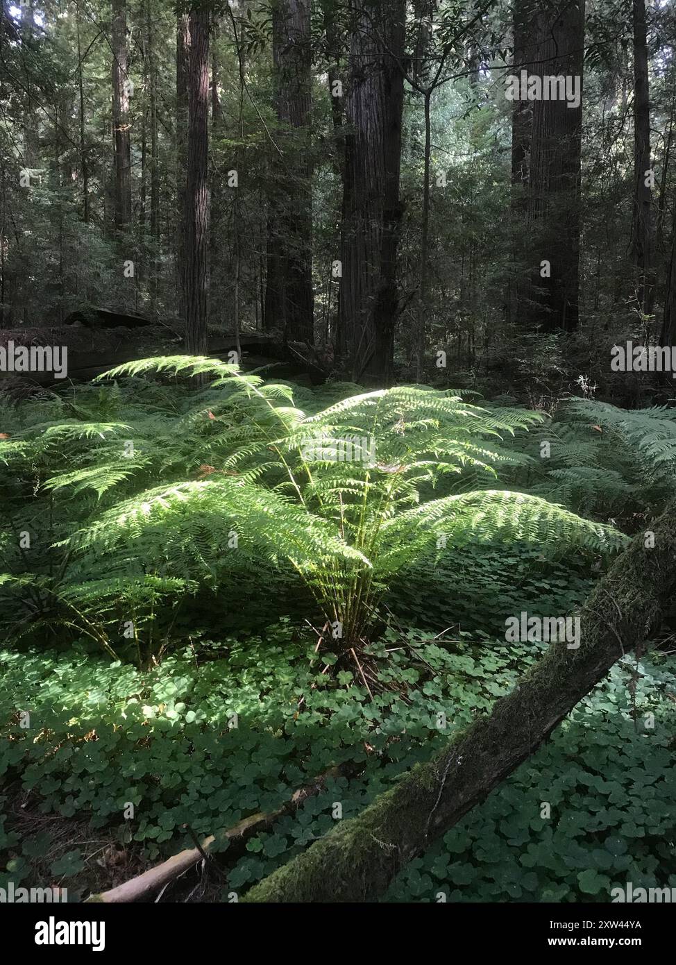 western lady fern (Athyrium filix-femina cyclosorum) Plantae Stock ...