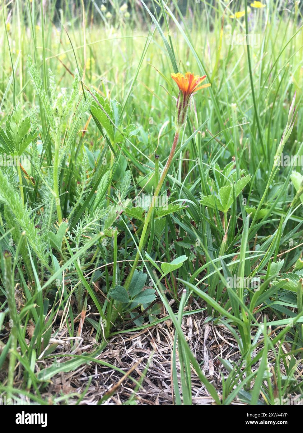 orange agoseris (Agoseris aurantiaca) Plantae Stock Photo - Alamy