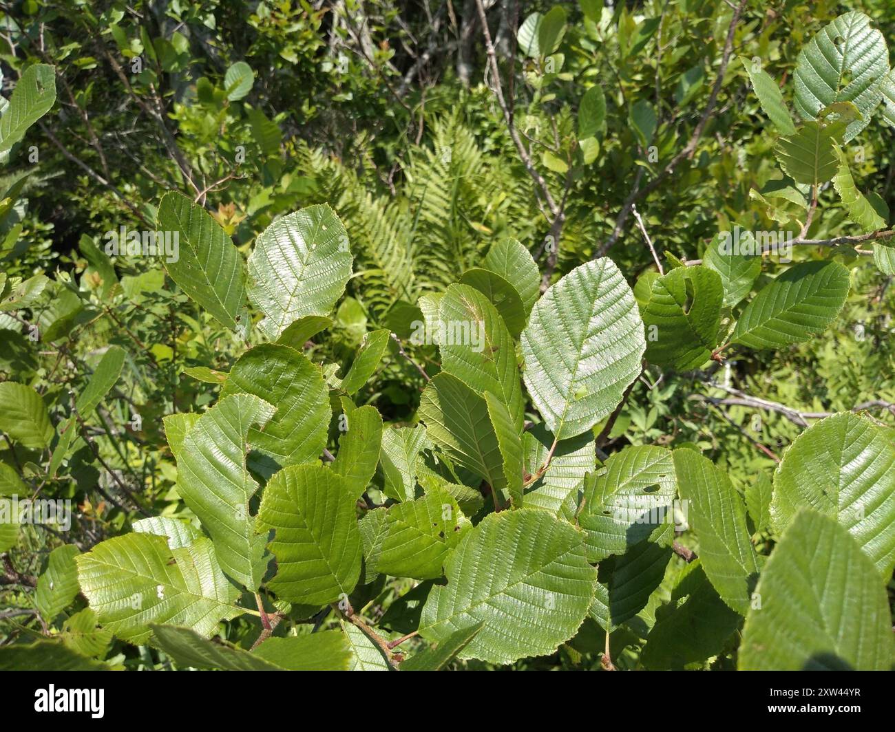 smooth alder (Alnus serrulata) Plantae Stock Photo - Alamy