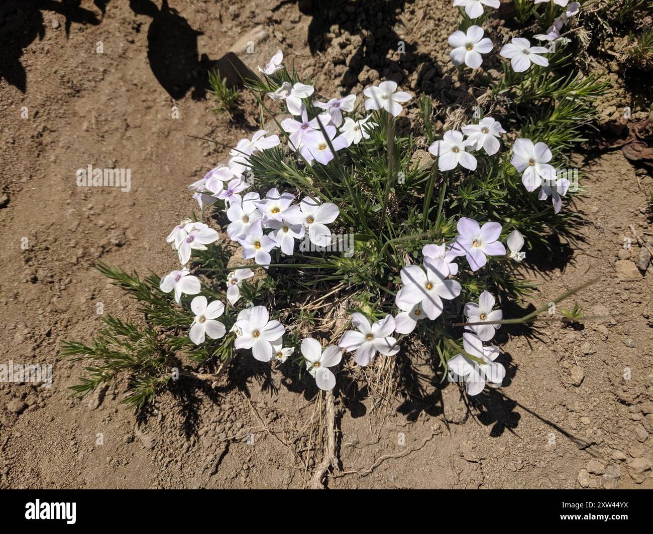 spreading phlox (Phlox diffusa) Plantae Stock Photo - Alamy